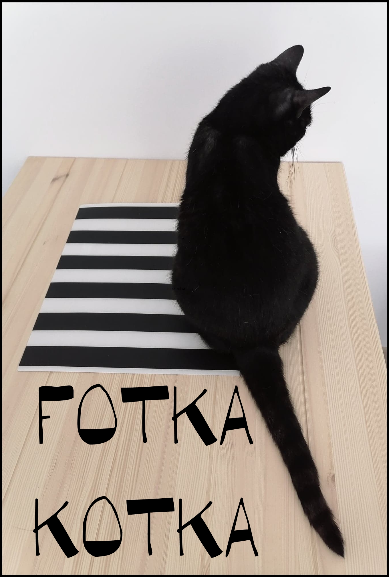 „Fotka kotka” – Szkoła Podstawowa nr 12 w Łodzi